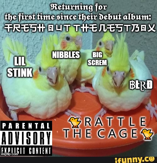 Returning for the first time since theiy Debut album: FRESHAUT ...