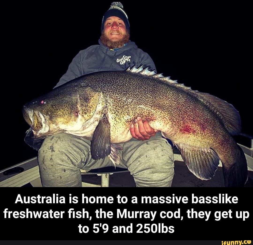 Murray Cod Memes