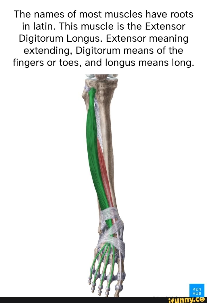 Extensor memes. Best Collection of funny Extensor pictures on iFunny