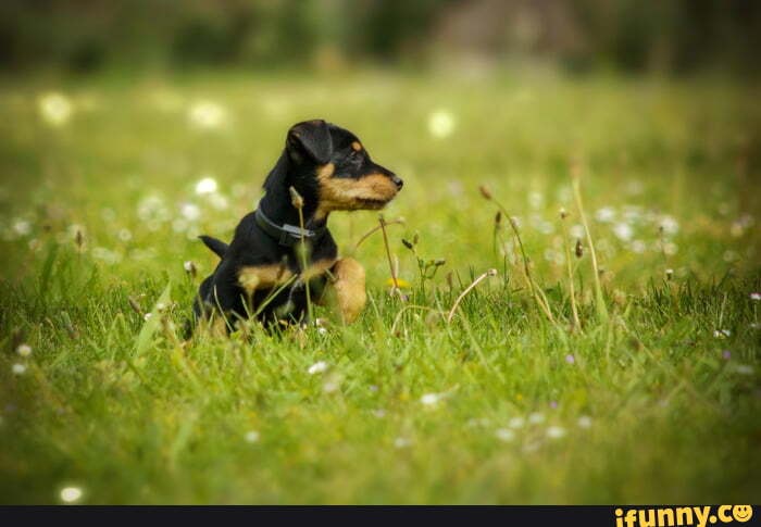 Teckel memes. Best Collection of funny Teckel pictures on iFunny