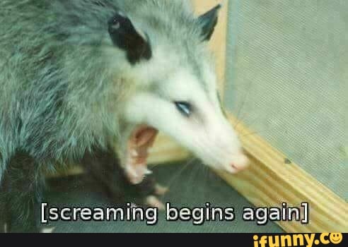 Possum memes. Best Collection of funny Possum pictures on iFunny