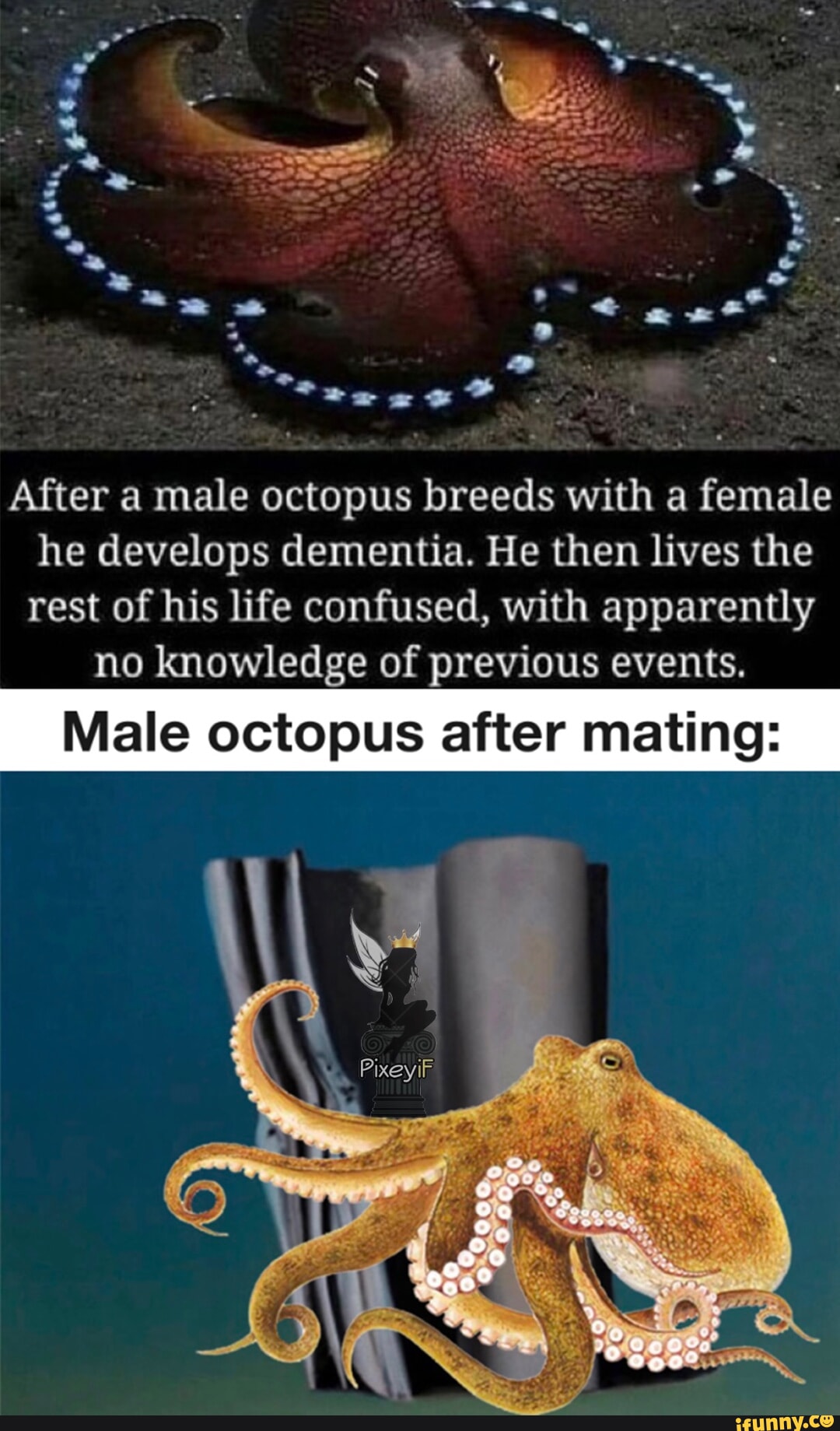 After a male octopus breeds with a female he develops dementia. He then ...