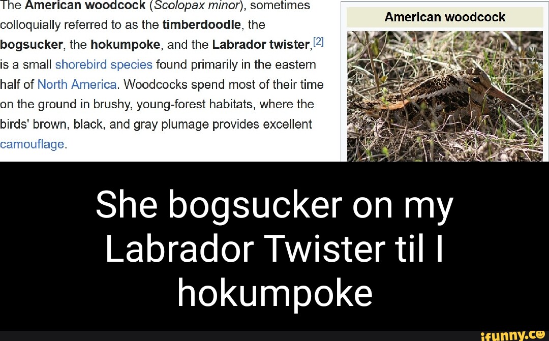 Timberdoodle memes. Best Collection of funny Timberdoodle pictures on ...