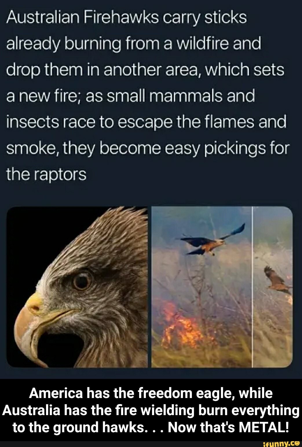 Australian Firehawks carry sticks already burning from a wildfire and ...