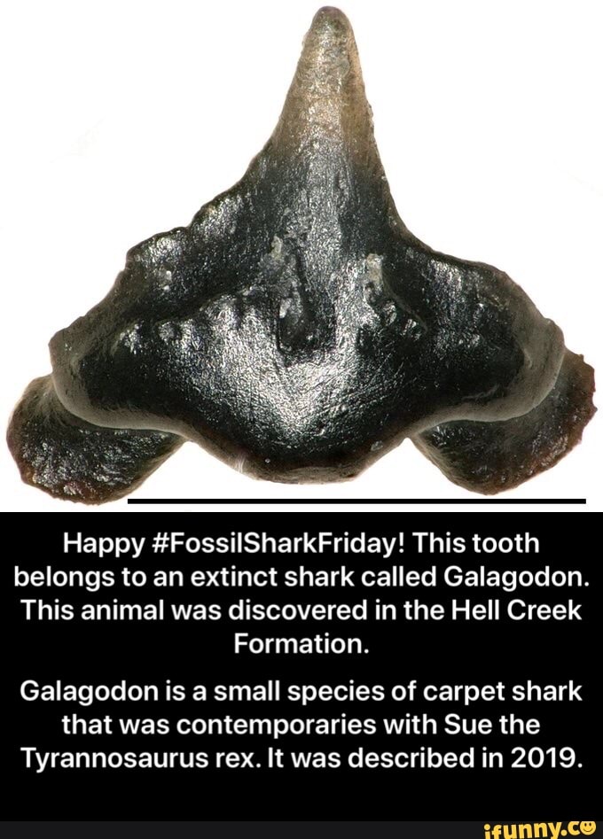 Galagodon memes. Best Collection of funny Galagodon pictures on iFunny