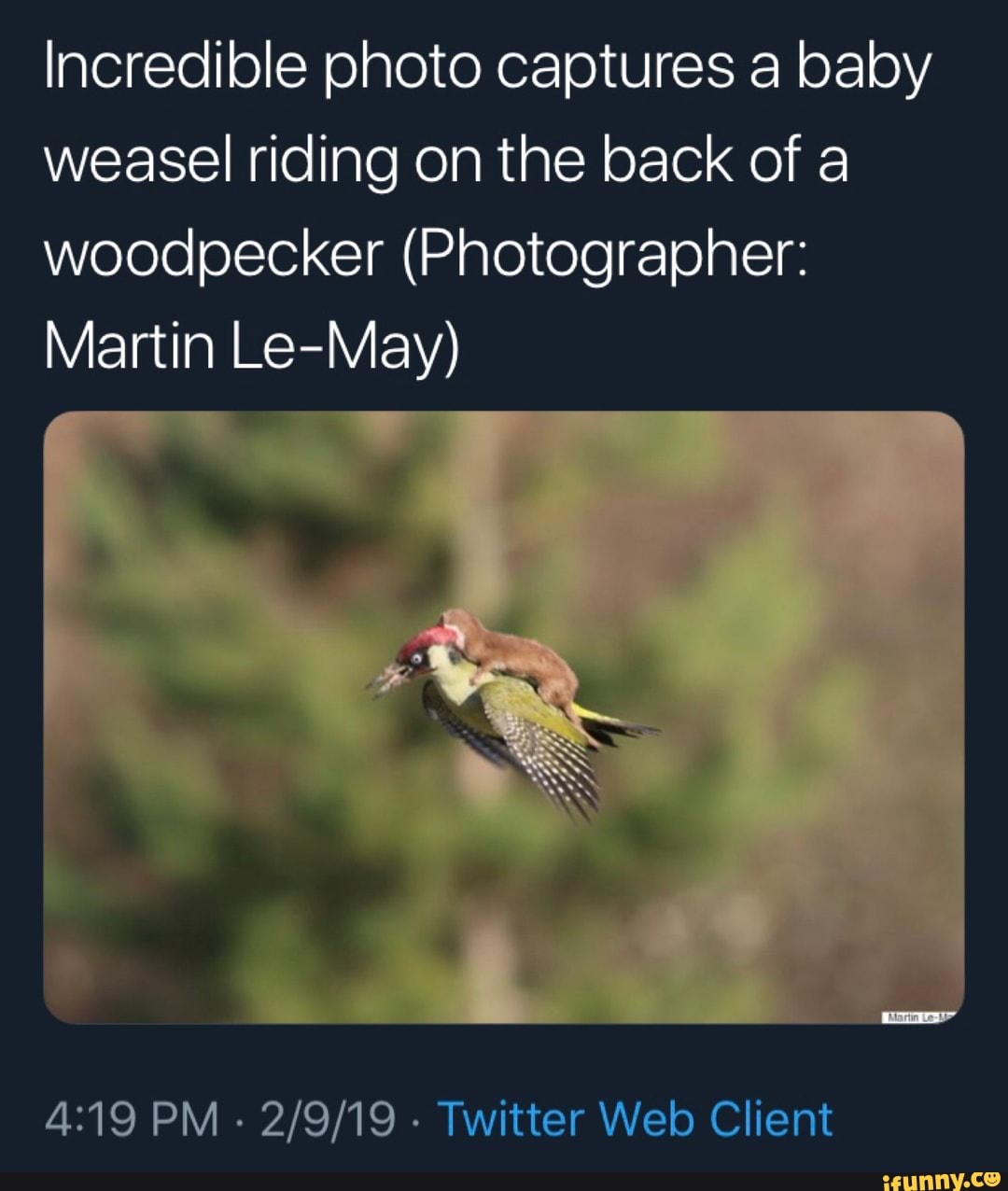 Incredible photo captures a baby weasel riding on the back of a ...