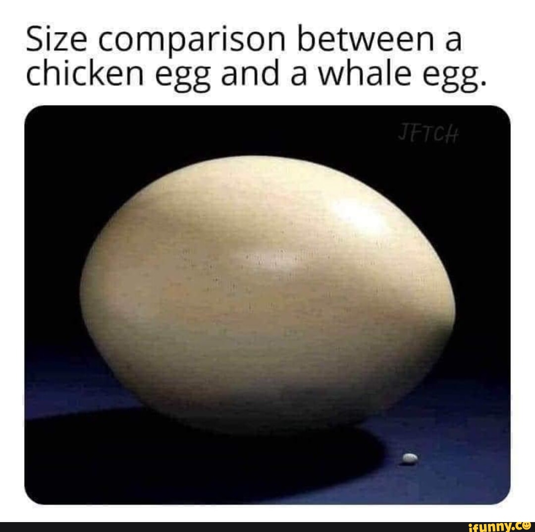 Size comparison between a chicken egg and a whale egg. - iFunny