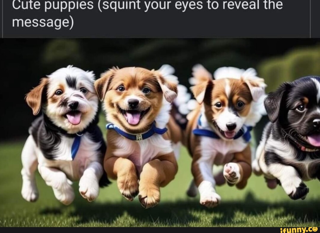 Cute puppies (squint your eyes to reveal the message) - iFunny