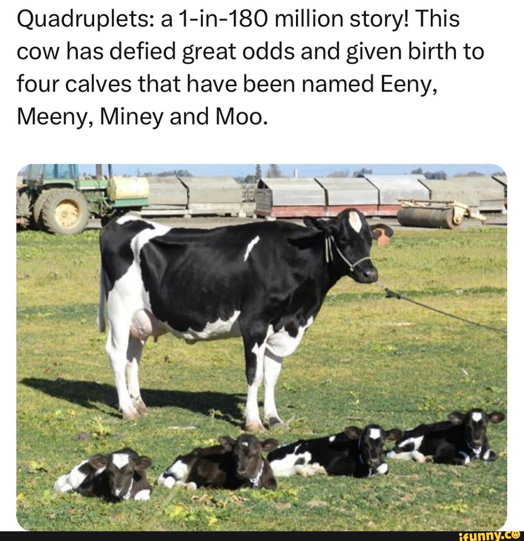 A Rare Miracle in DeKalb, Texas: A Cow Gives Birth to Quadruplets – New ...