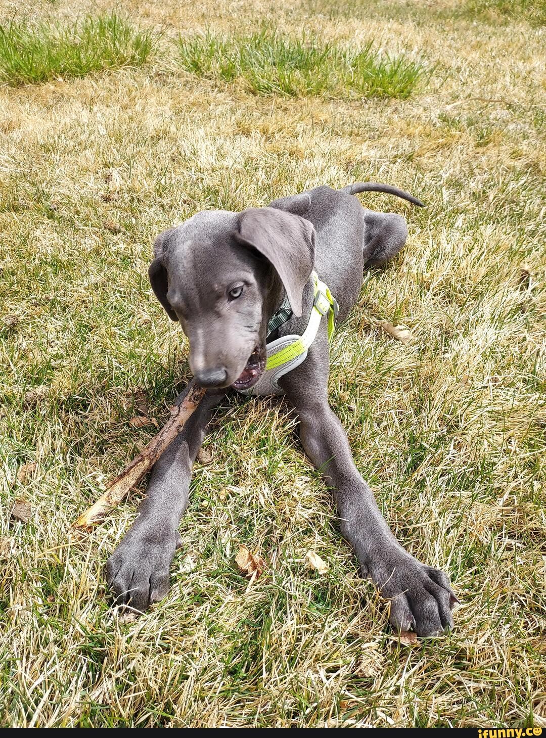 Great_dane memes. Best Collection of funny Great_dane pictures on iFunny
