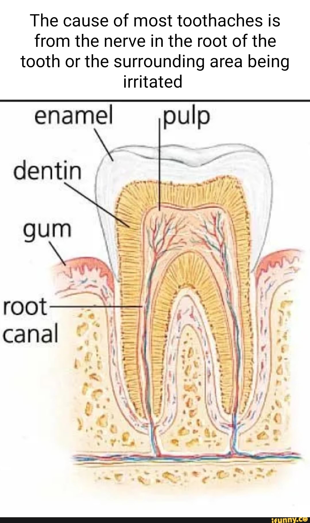 The cause of most toothaches is from the nerve in the root of the tooth ...