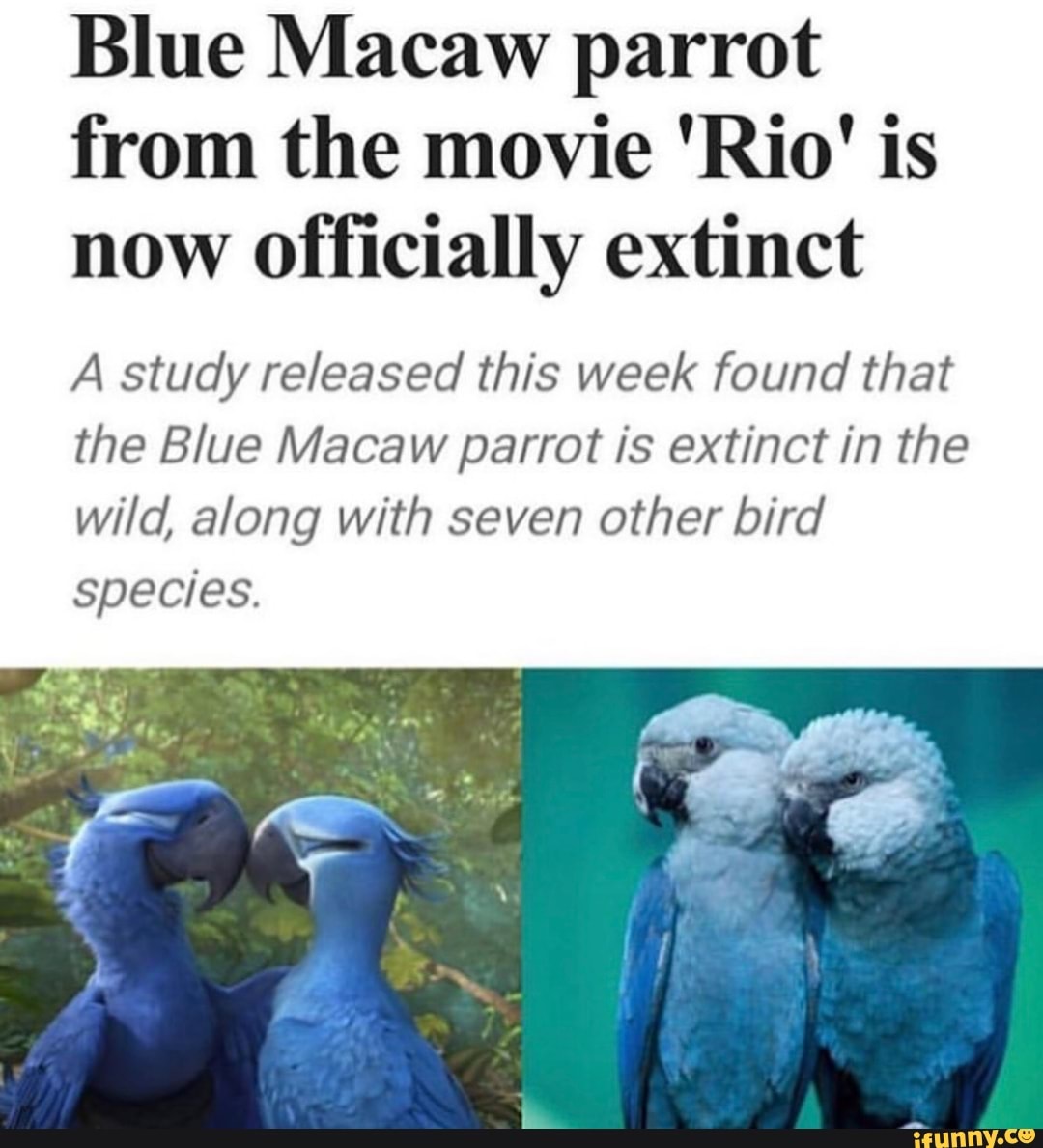 Blue Macaw parrot from the movie 'Rio' is now ofﬁcially extinct A study ...