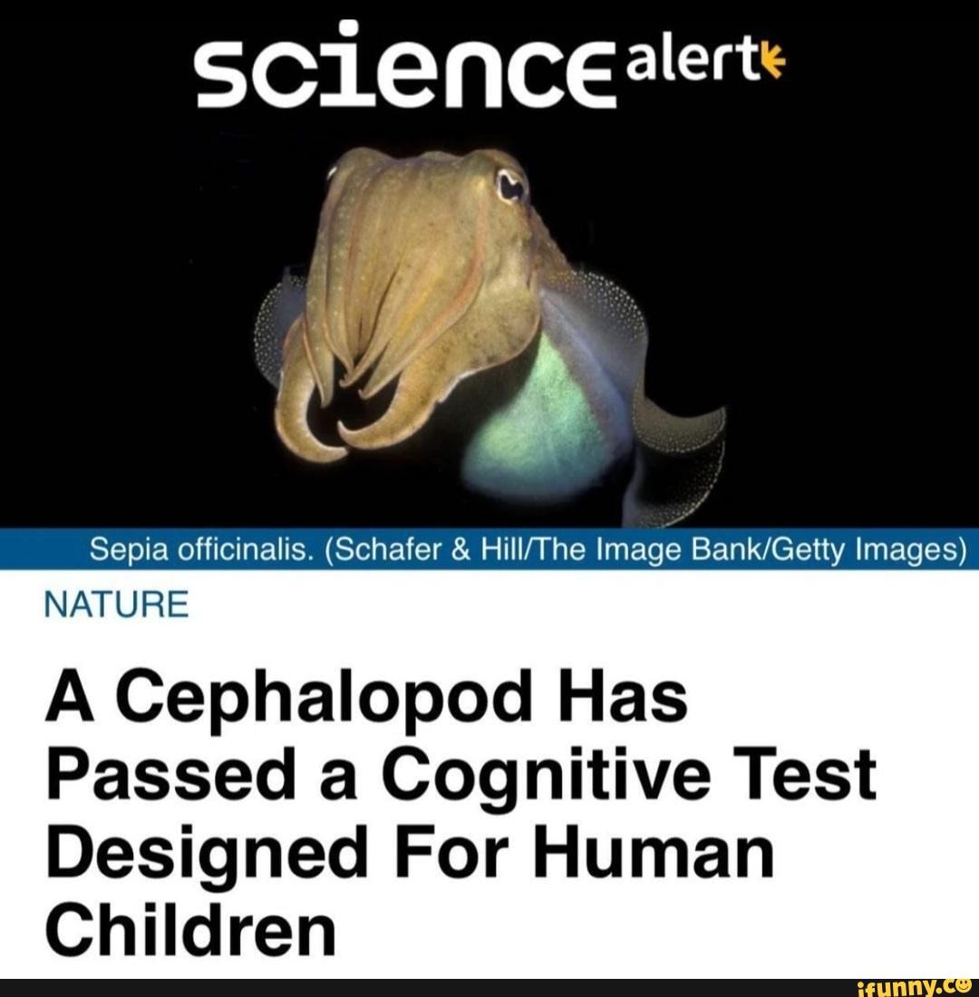 100% Pilfered Memes - CZ Yy Sepia officinalis. (Schafer & Image Images ...