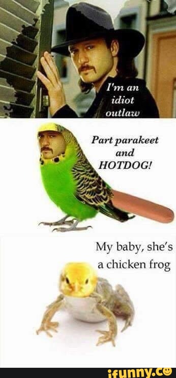 Parakeet memes. Best Collection of funny Parakeet pictures on iFunny