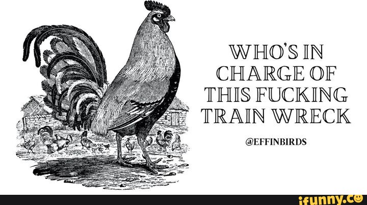 Whos In Charge Of This Fucking Train Wreck Effinbirds Ifunny