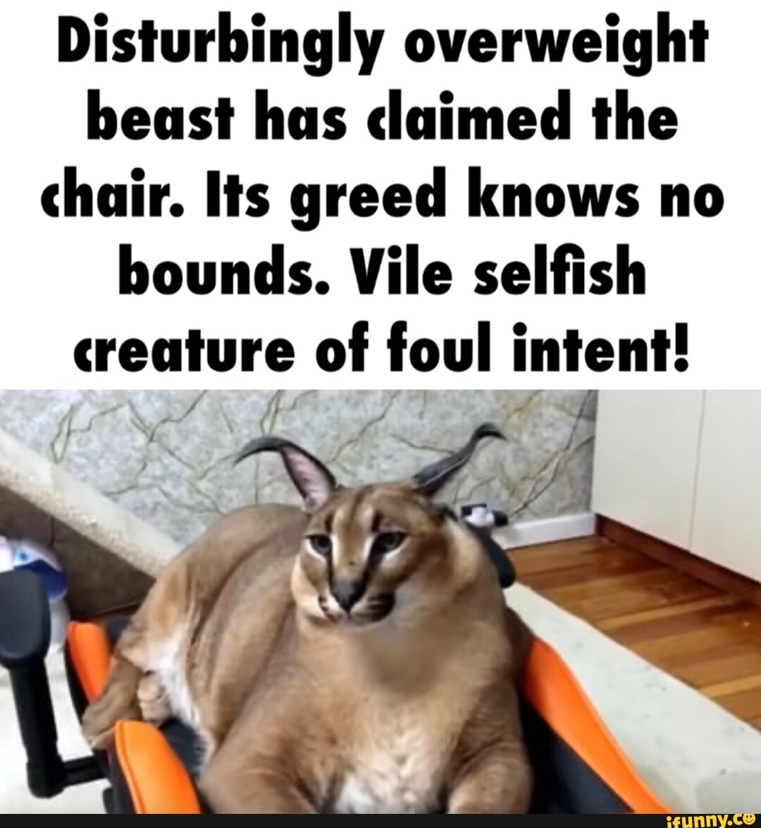 Disturbingly overweight beast has claimed the chair. Its greed knows no ...