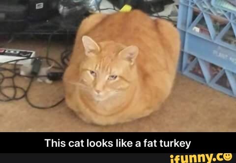 Fat Turkey Memes