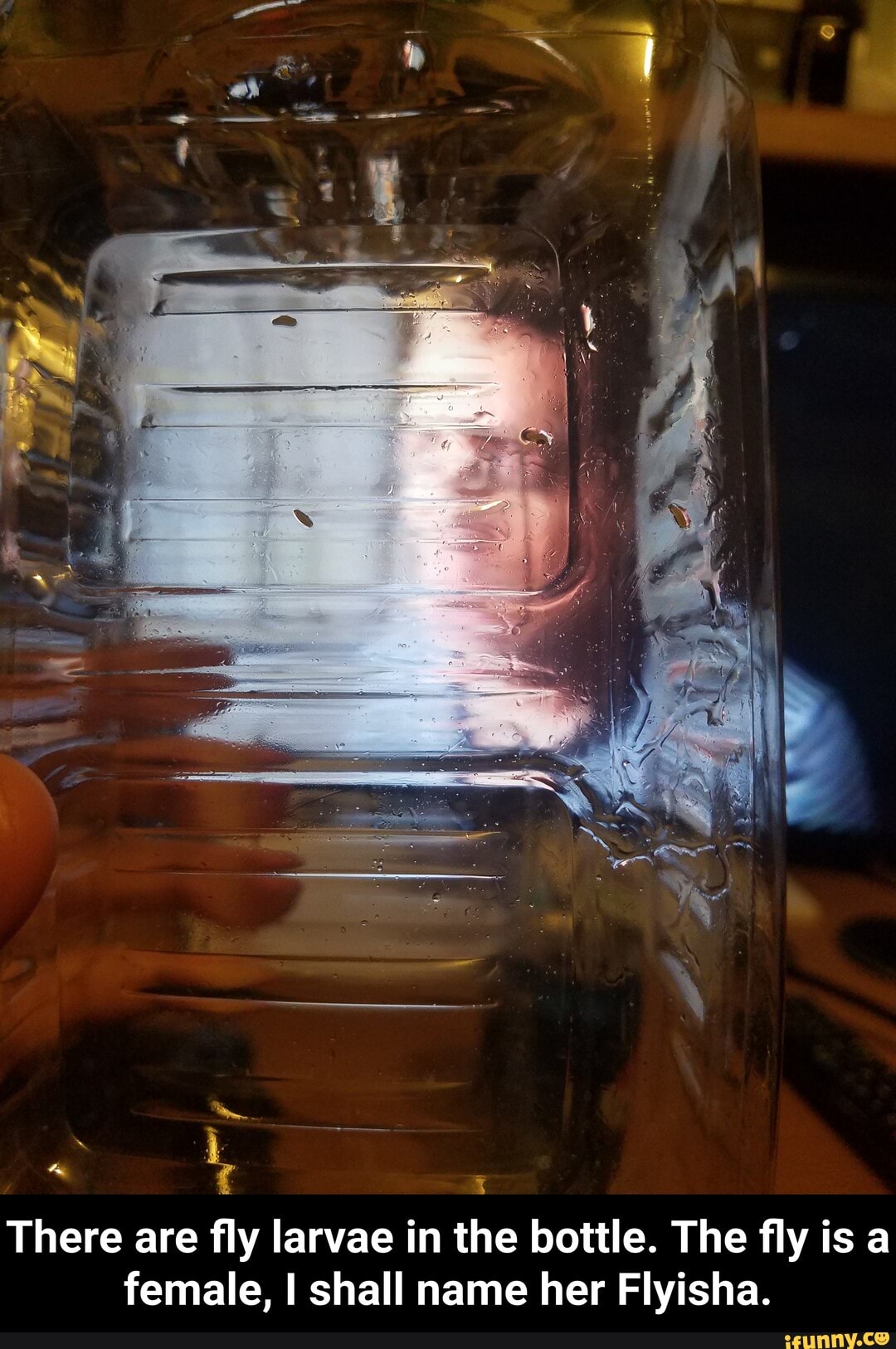 There are fly larvae in the bottle. The fly is a female, I shall name ...