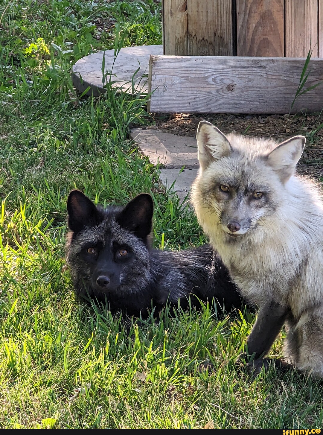 Tfm_cerberus memes. Best Collection of funny Tfm_cerberus pictures on ...