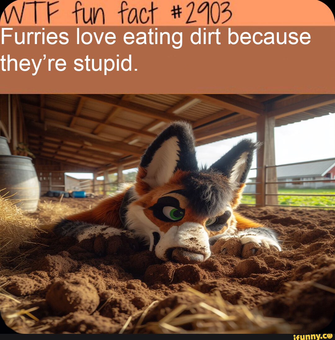 Tun _tact Furries love eating dirt because they're stupid. - iFunny