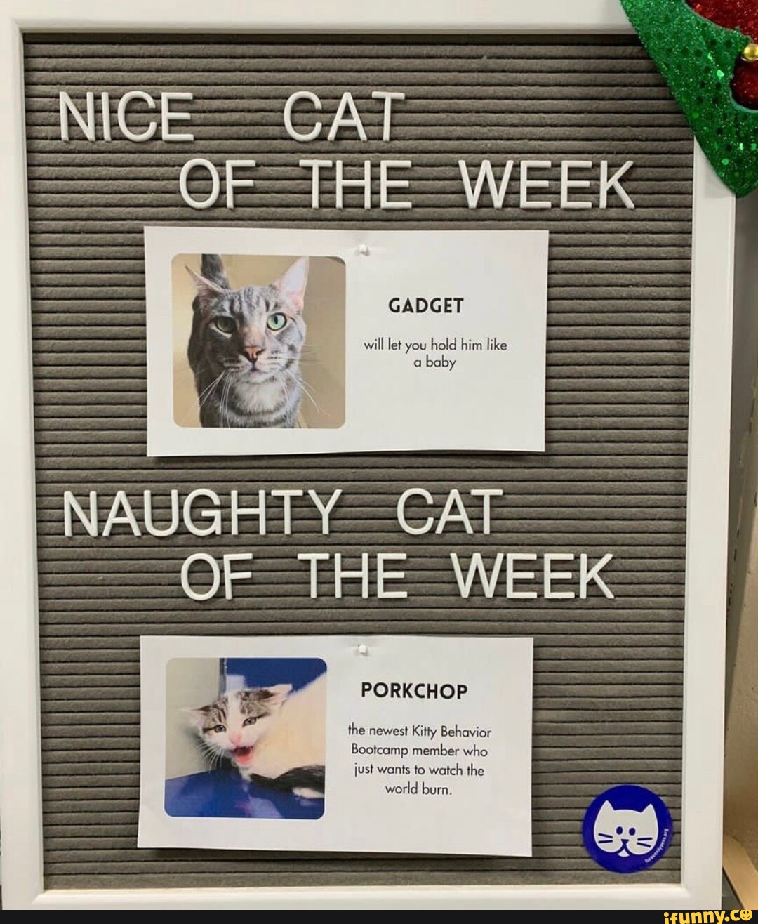 'NICE CAT THE WEEK GADGET NAUGHTY. CAT OF THE WEEK PORKCHOP the newest ...