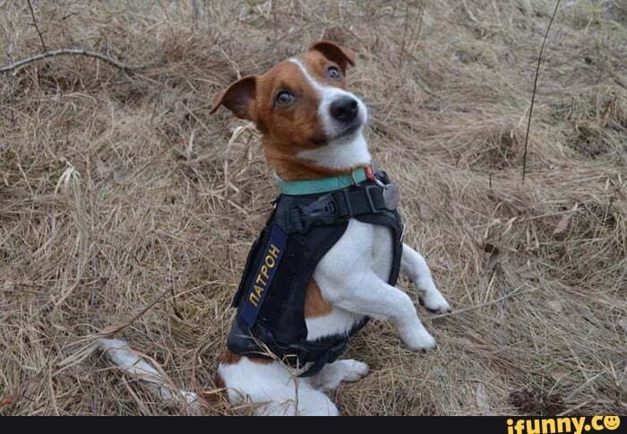 Plummer_terrier memes. Best Collection of funny Plummer_terrier ...