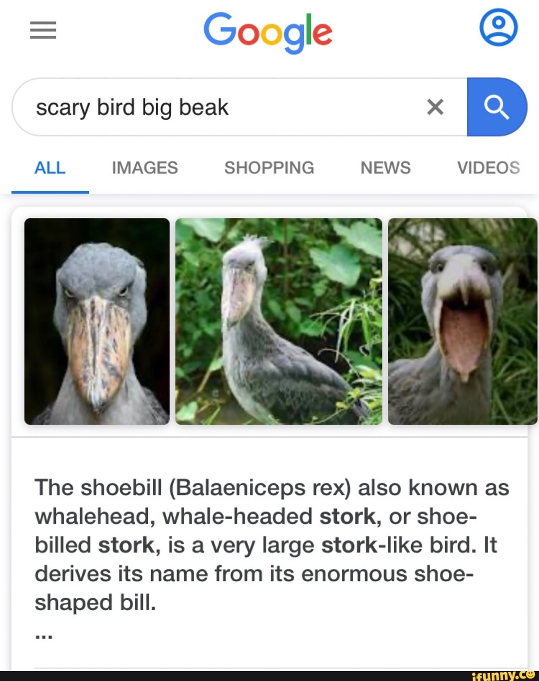 Google O scary bird big beak x The shoebill (Balaeniceps rex) also ...