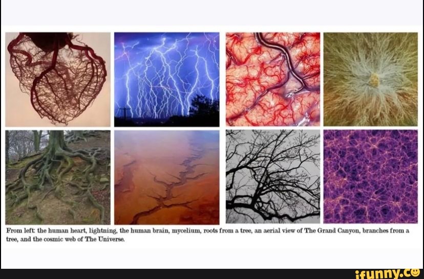 From left the human heart, lightning, the human brain, mycelium, roots ...