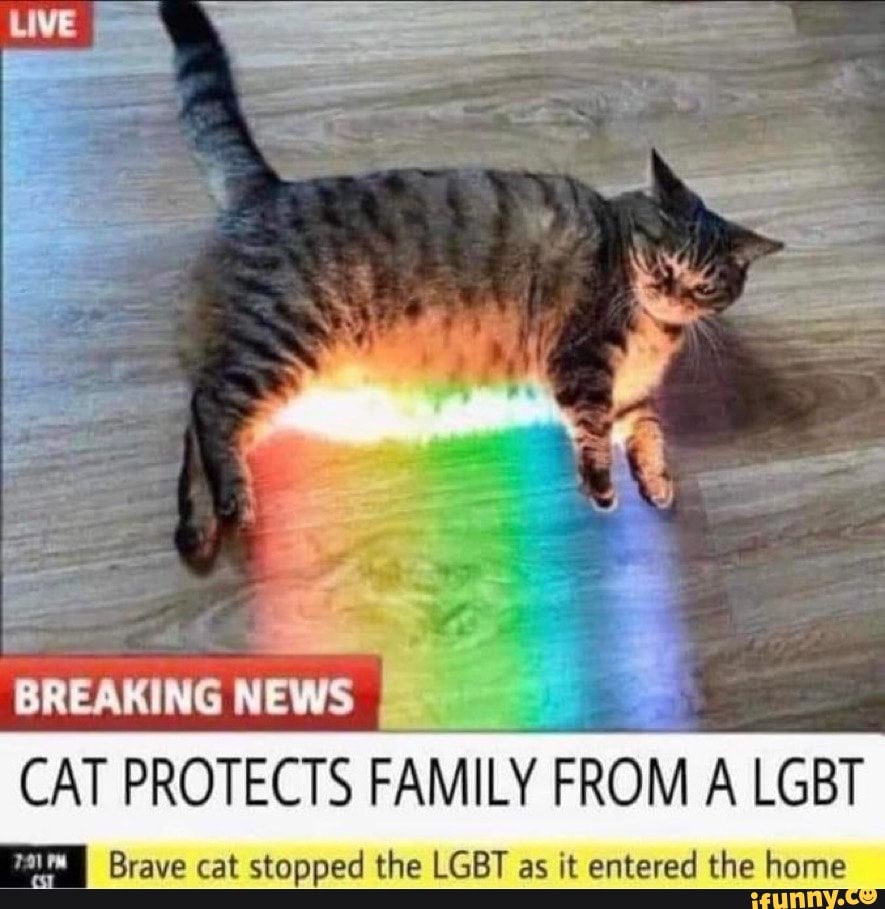 CAT PROTECTS FAMILY FROM A LGBT Brave cat stopped the LGBT as it ...