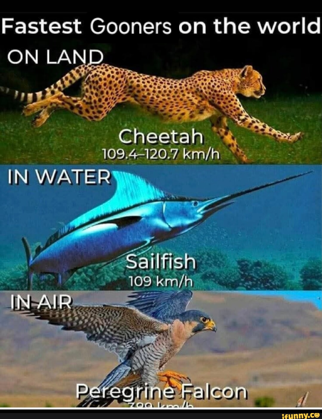Cheetah memes. Best Collection of funny Cheetah pictures on iFunny