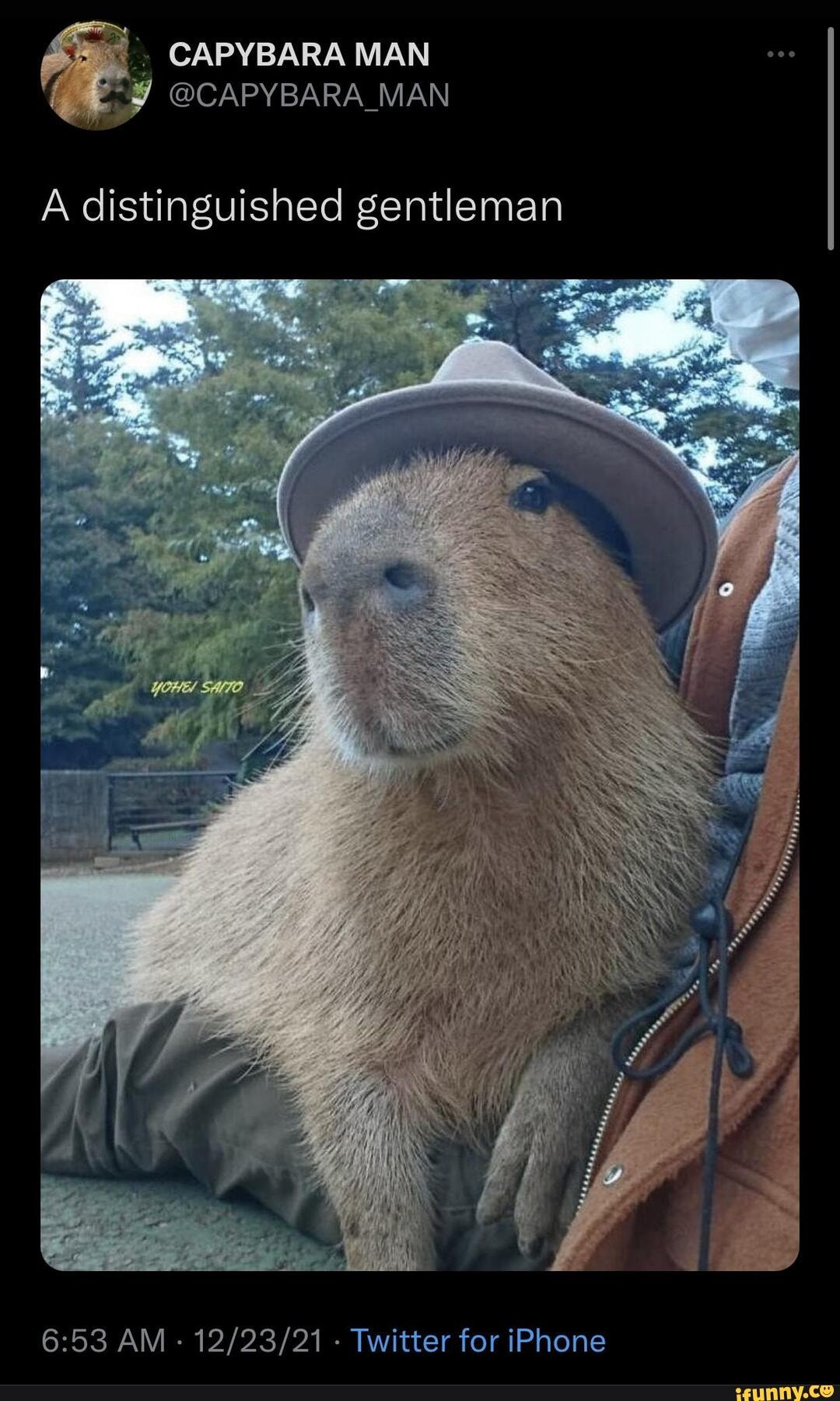 Funny Random Meme and Twitter Dump - CAPYBARA MAN @CAPYBARA_MAN A ...