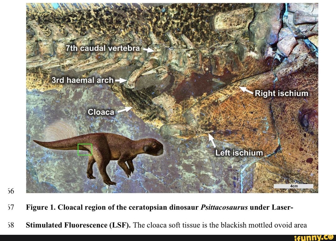 Caudal vertebra haemal arch Right ischium Cloaca Left ischium Figure 1 ...