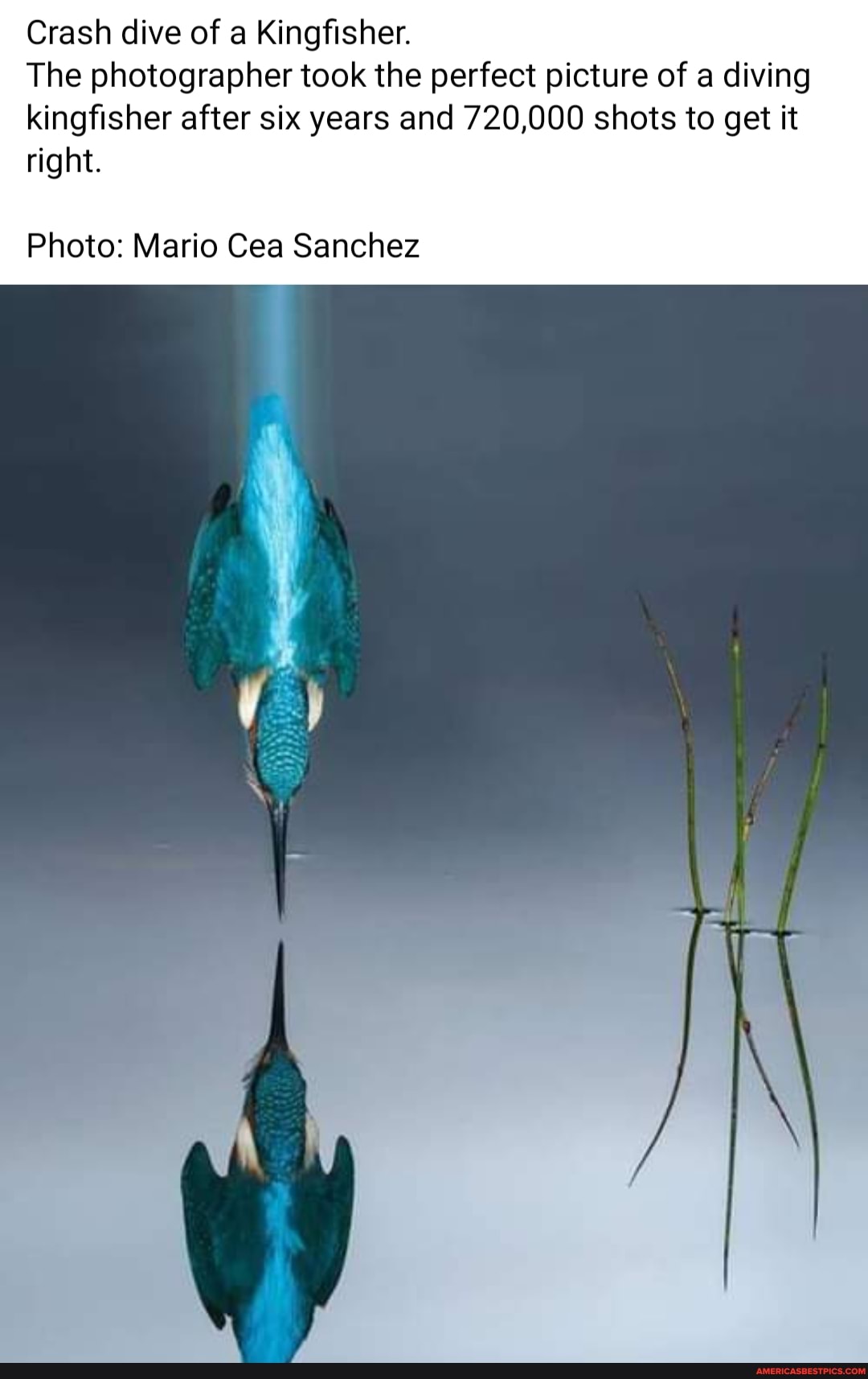 Crash dive of a Kingfisher. The photographer took the perfect picture ...