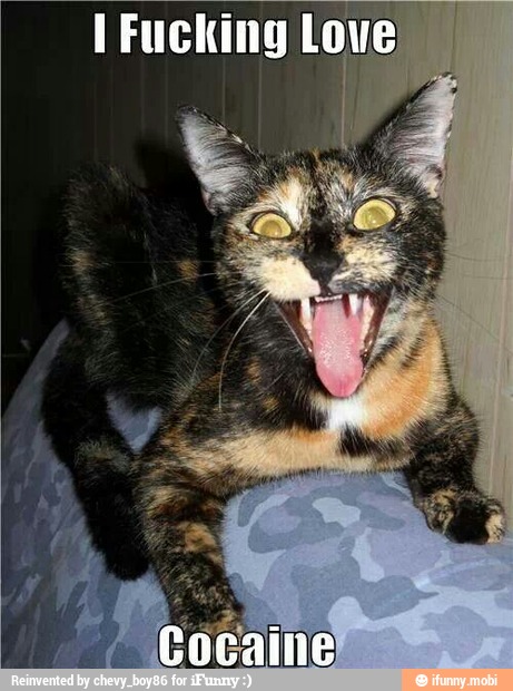 Dhdhhd memes. Best Collection of funny Dhdhhd pictures on iFunny