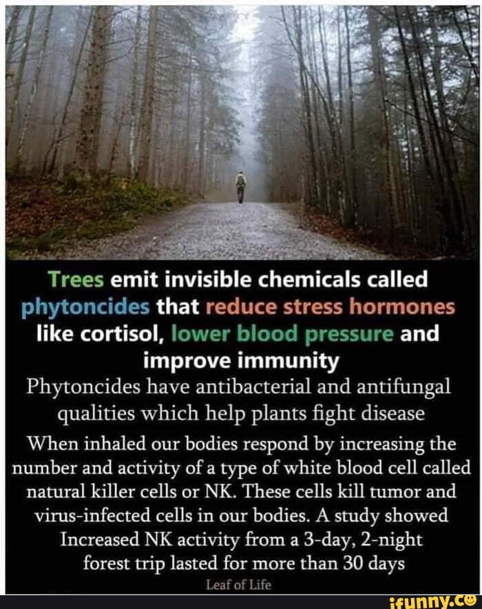 Trees emit invisible chemicals called phytoncides that reduce stress ...