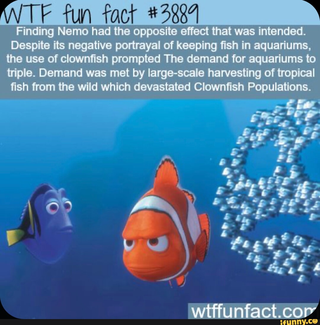 Clownfish memes. Best Collection of funny Clownfish pictures on iFunny