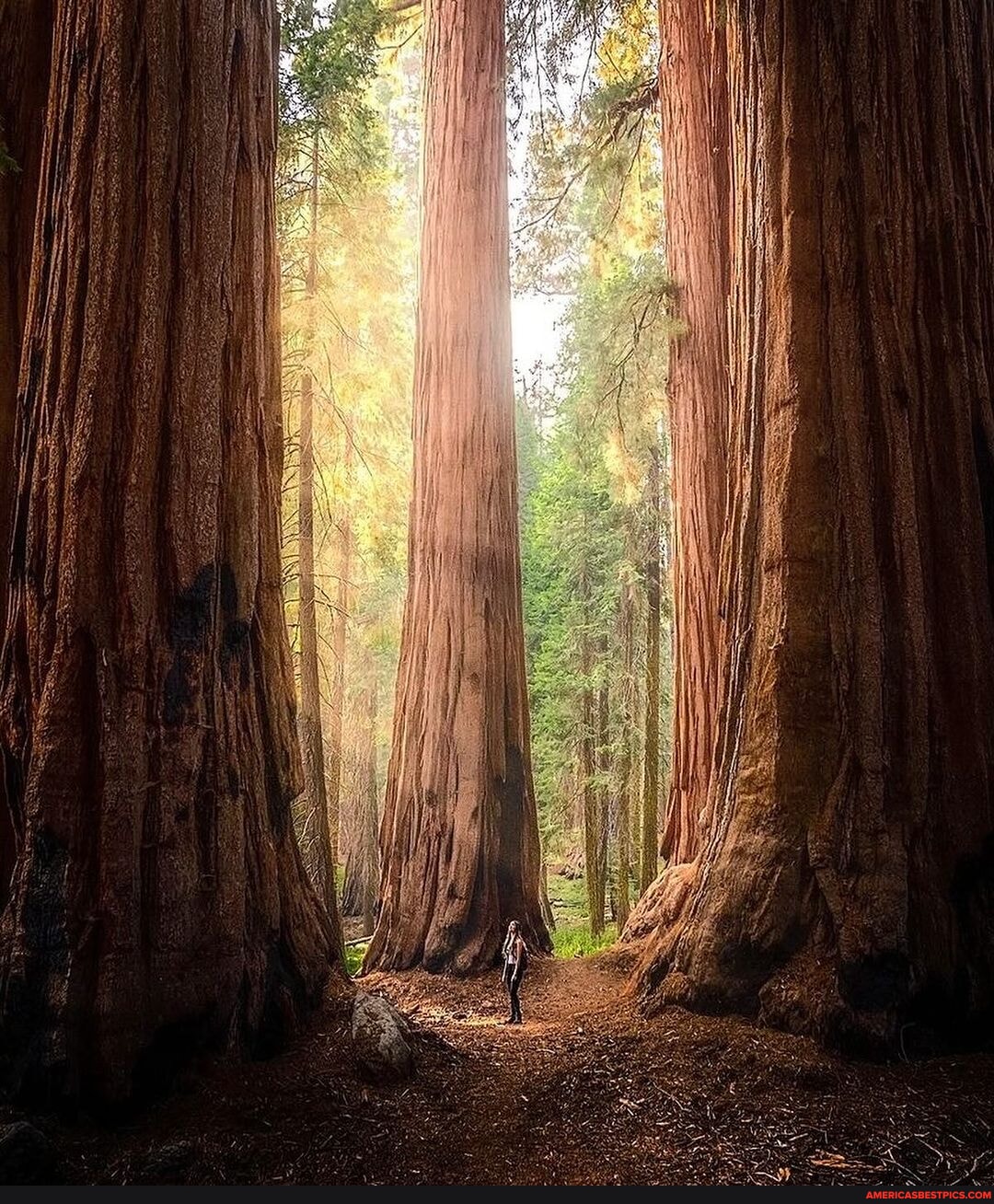 @_mcastaneda_ captures the awe-inspiring beauty of Sequoia National ...