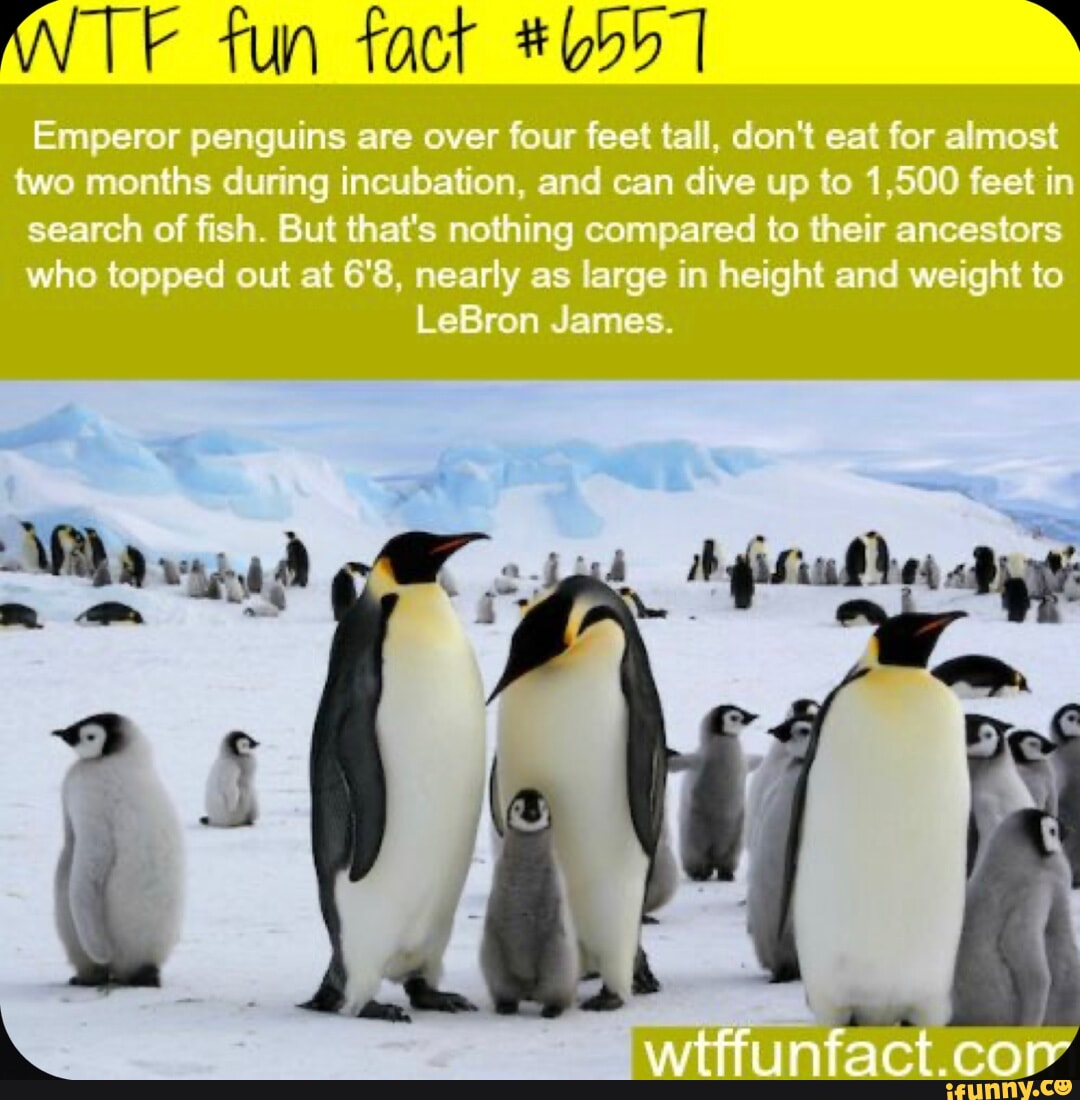 Incubation memes. Best Collection of funny Incubation pictures on iFunny