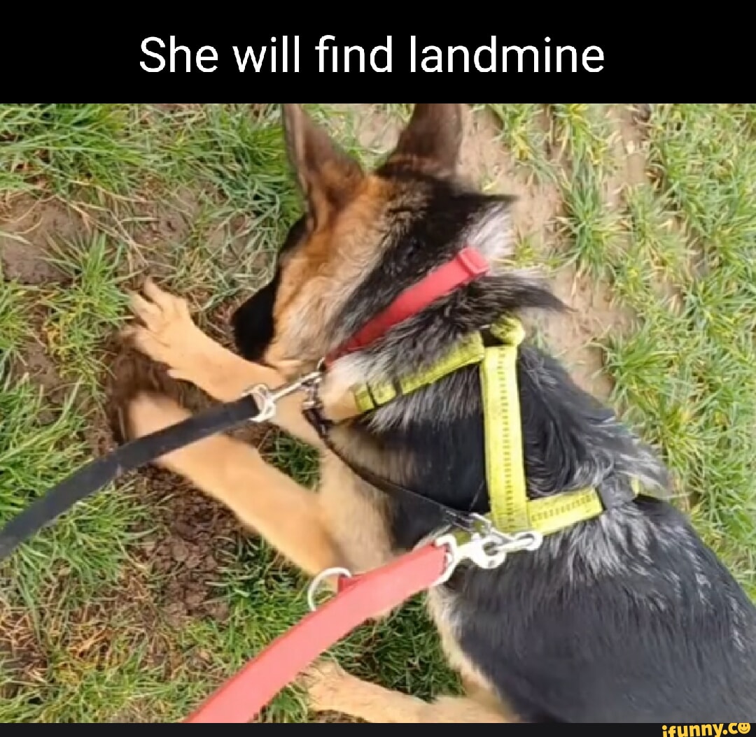 Landmine memes. Best Collection of funny Landmine pictures on iFunny