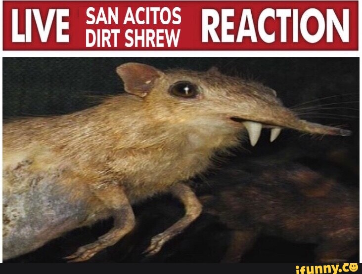 Shrew memes. Best Collection of funny Shrew pictures on iFunny