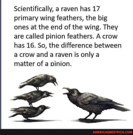 Scientifically, a raven has 17 primary wing feathers, the big ones at ...