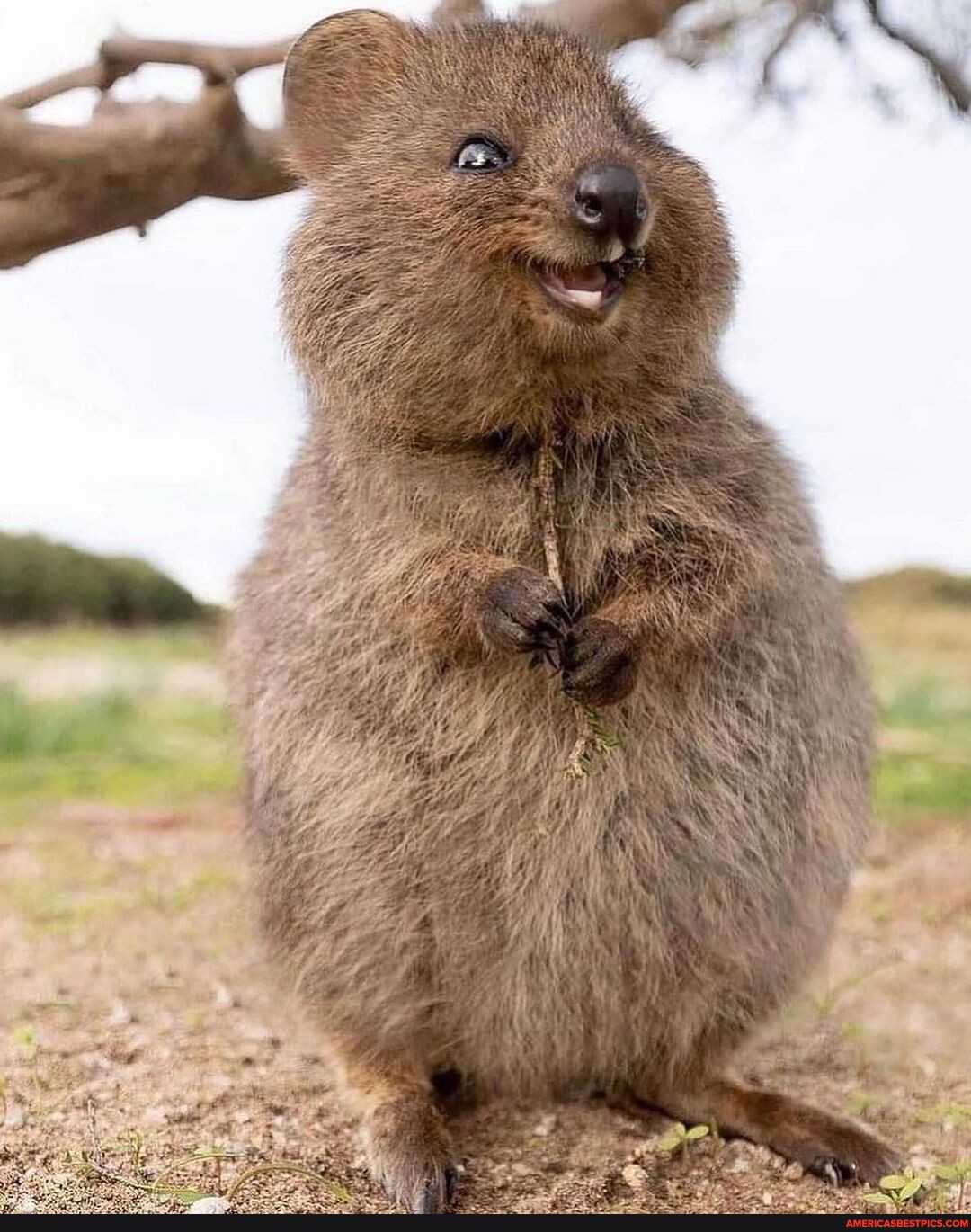 Animals proudly showing their contagious smiles. Tag friends to make ...