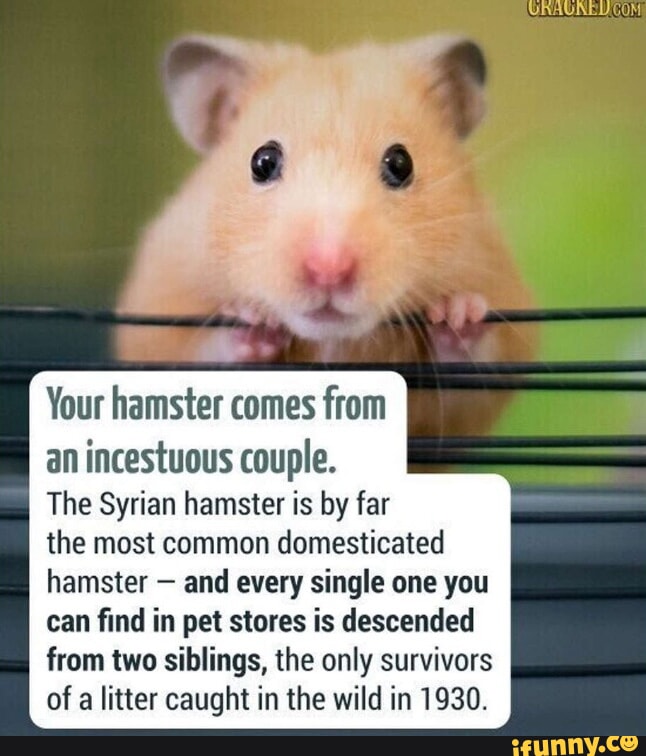 Domesticated memes. Best Collection of funny Domesticated pictures on ...