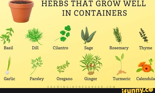 Cilantro memes. Best Collection of funny Cilantro pictures on iFunny