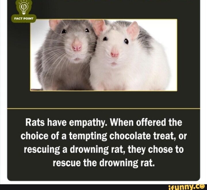 Rats have empathy. When offered the choice of a tempting chocolate ...