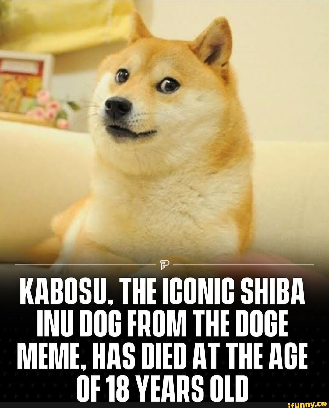 KABOSU. THE ICONIC SHIBA INU DOG FROM THE DOGE MEME. HAS DIED AT THE AGE OF 18 VEARS OLD - iFunny