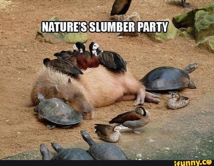 Slumber memes. Best Collection of funny Slumber pictures on iFunny