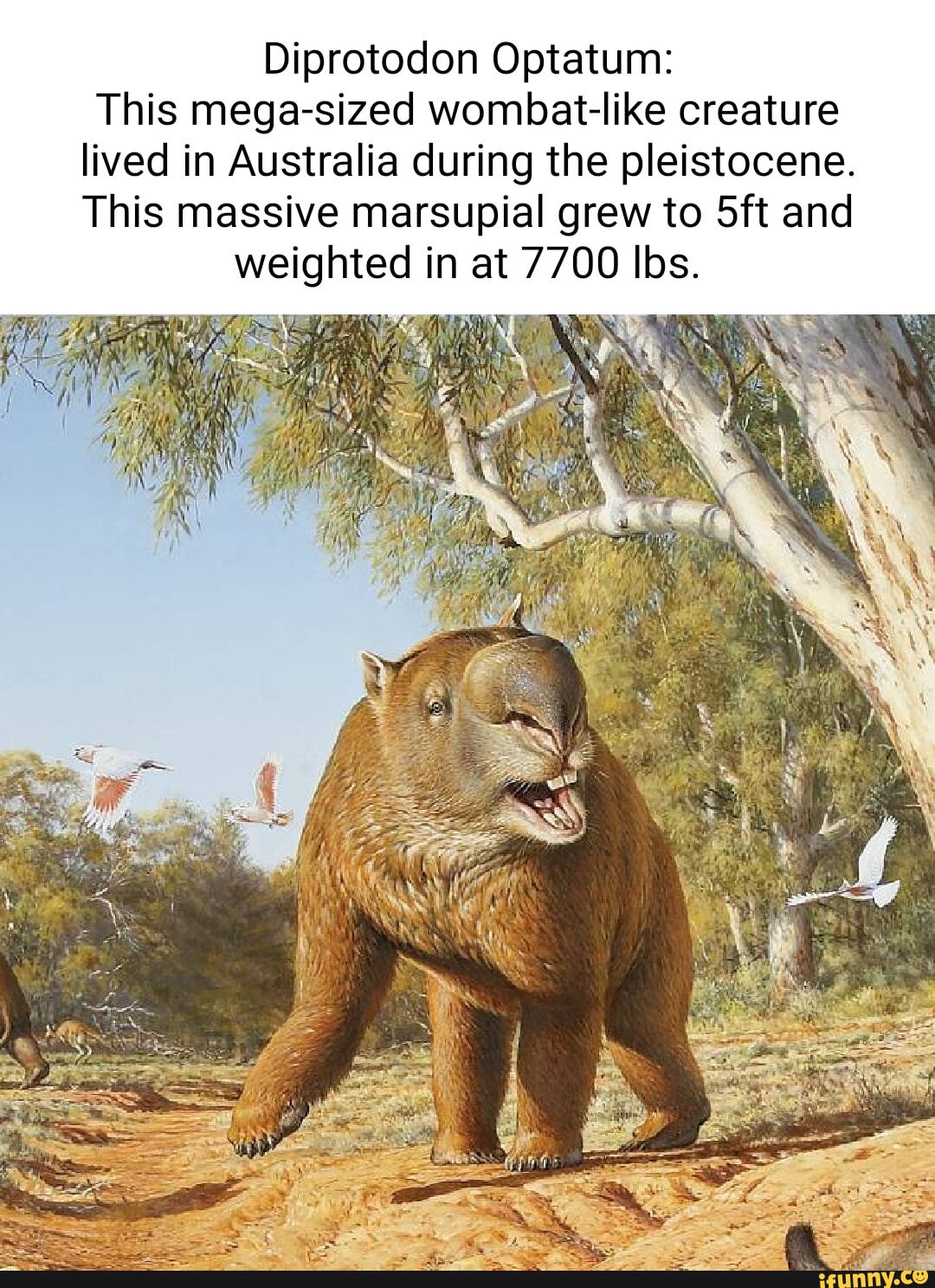 Wombat memes. Best Collection of funny Wombat pictures on iFunny