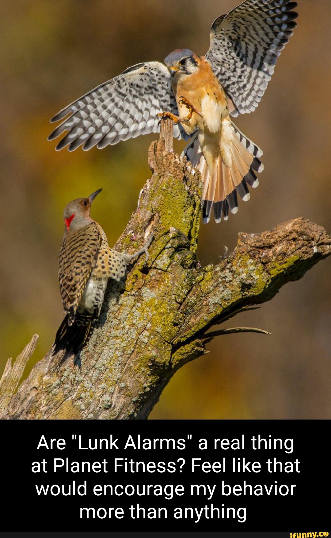 Lunk memes. Best Collection of funny Lunk pictures on iFunny