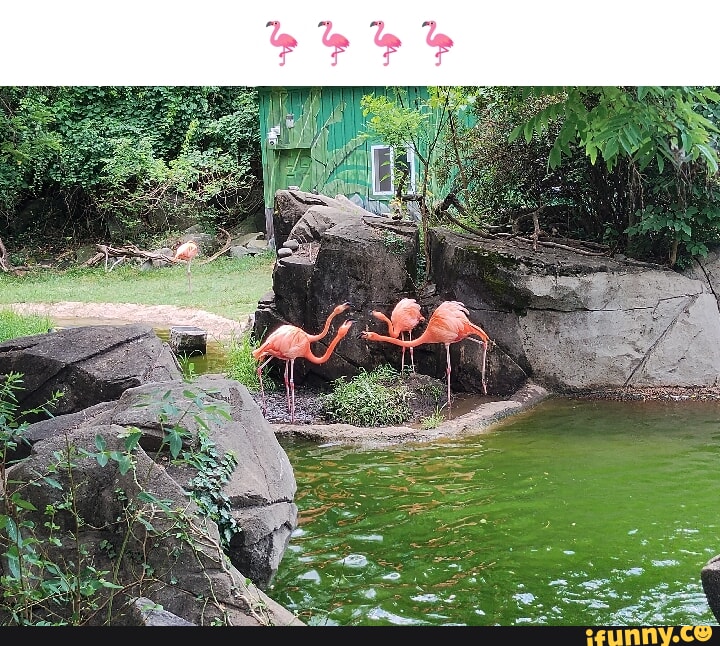 Flamingo memes. Best Collection of funny Flamingo pictures on iFunny
